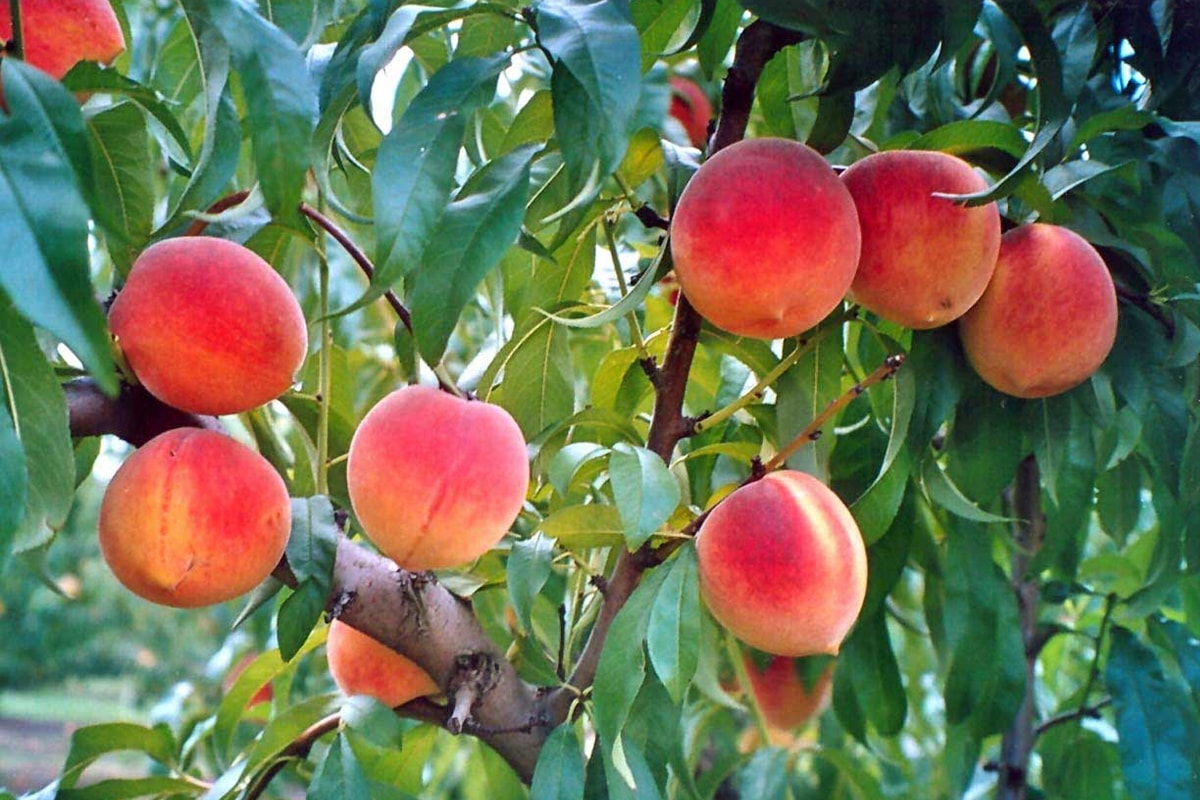 UPA: El ministerio nos recomienda que arranquemos árboles para subir ...